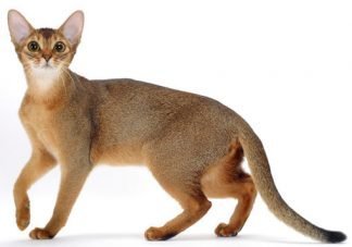 Medium Size Cat Breeds • Purrfectcatbreeds