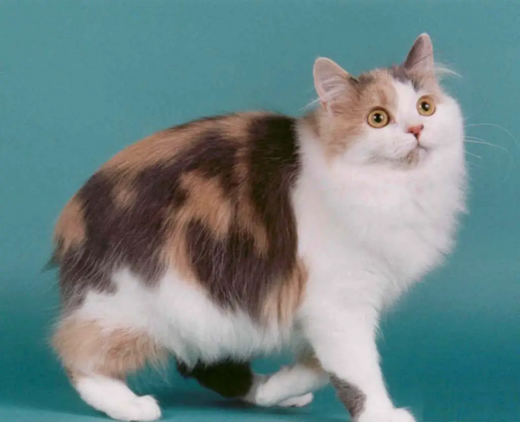 Tailless Cats and Cats with Short Tails • Purrfectcatbreeds