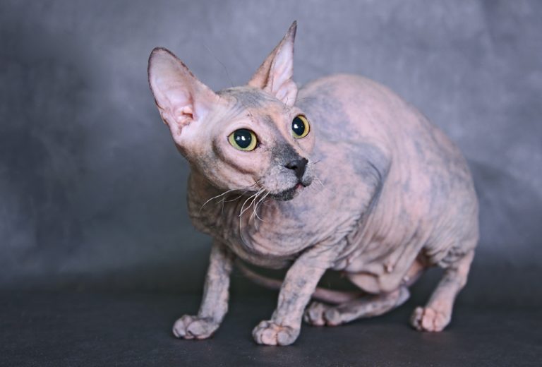 Donskoy Cat, aka Don Sphynx Cat • Purrfectcatbreeds
