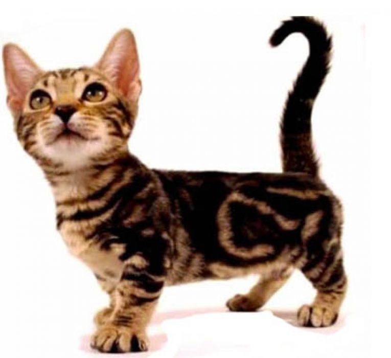 Dwarf Cats with Short Legs – Purrfect Cat Breeds