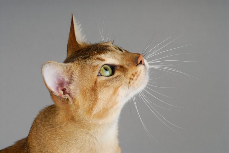 Popular Orange Cat Breeds And Tabby's • Purrfectcatbreeds