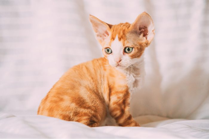 Popular Orange Cat Breeds And Tabby's • Purrfectcatbreeds