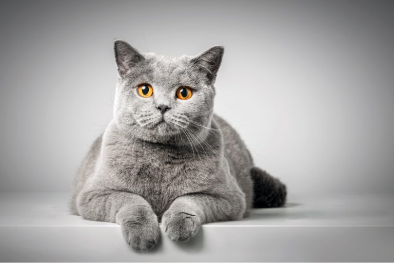9 Popular Flat Faced Cat Breeds & Health Considerations • Purrfectcatbreeds