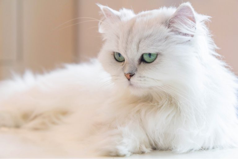 9 Popular Flat Faced Cat Breeds & Health Considerations • Purrfectcatbreeds