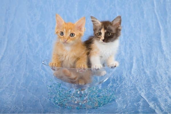 LaPerm Cat • Purrfectcatbreeds