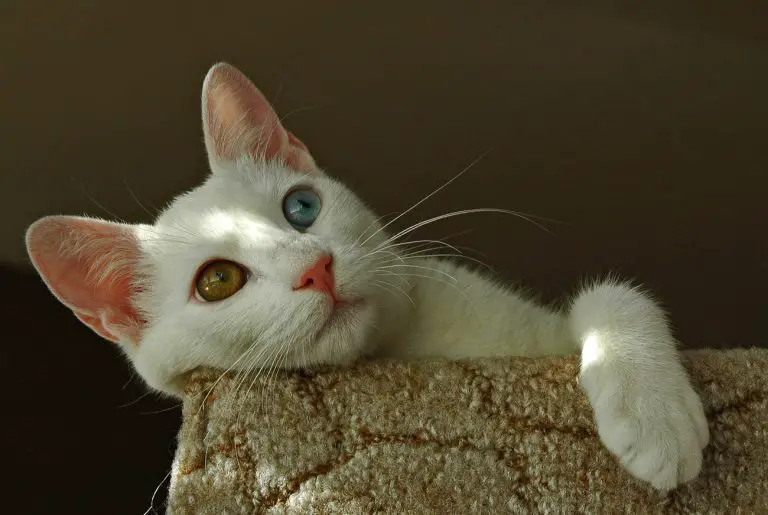 Turkish Van Cat Breed Profile • Purrfectcatbreeds