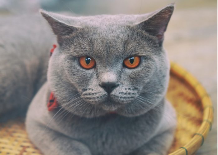Most Popular Cat Breeds with Grey Coats • Purrfectcatbreeds