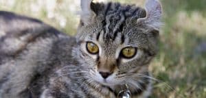Highlander Cat • Purrfectcatbreeds