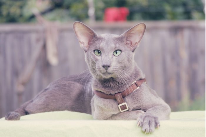 Oriental Shorthair Cat Breed Profile • Purrfectcatbreeds