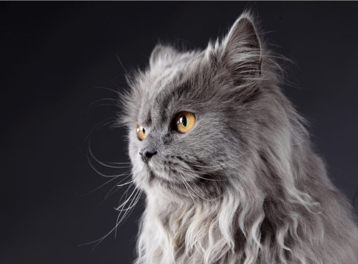 Most Popular Cat Breeds with Grey Coats • Purrfectcatbreeds