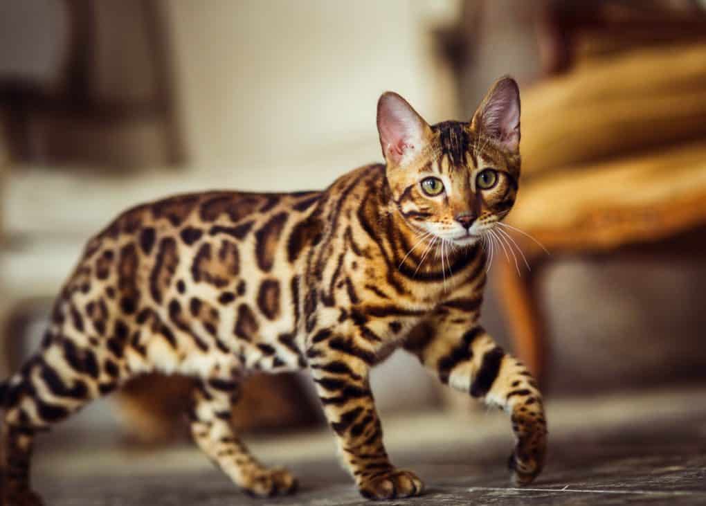 Lambkin Dwarf Cat Breed Profile • Purrfectcatbreeds
