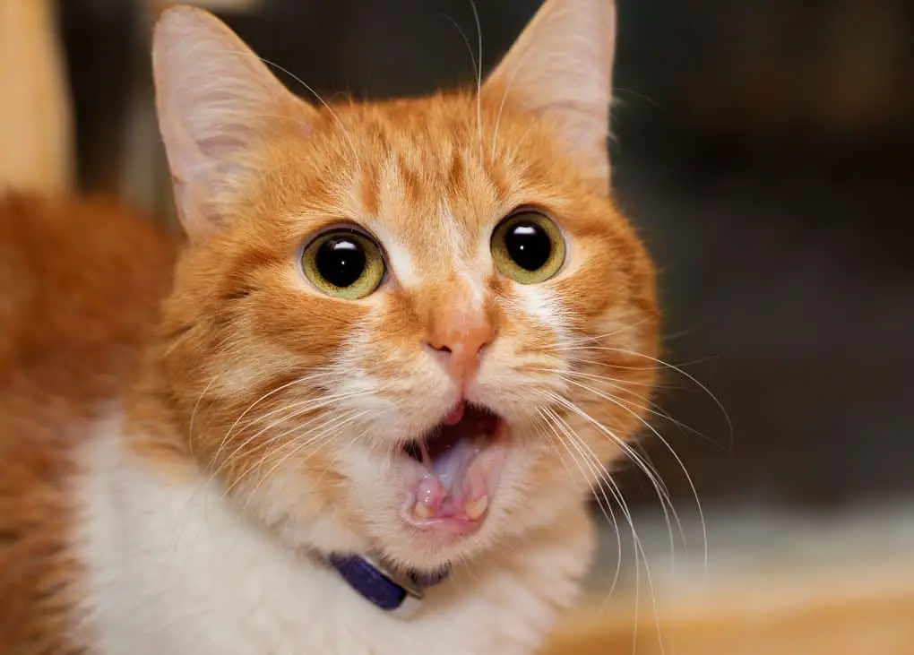 A Cat Information Resource • Purrfectcatbreeds